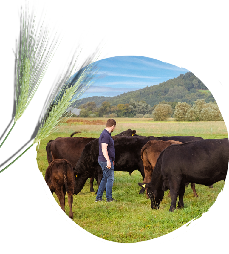 WAGYU RANCH Waldhessen | Japanische Kobe Rinder